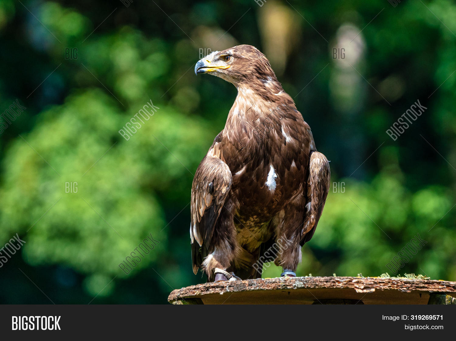 Harriss Hawk, Image & Photo (Free Trial) | Bigstock