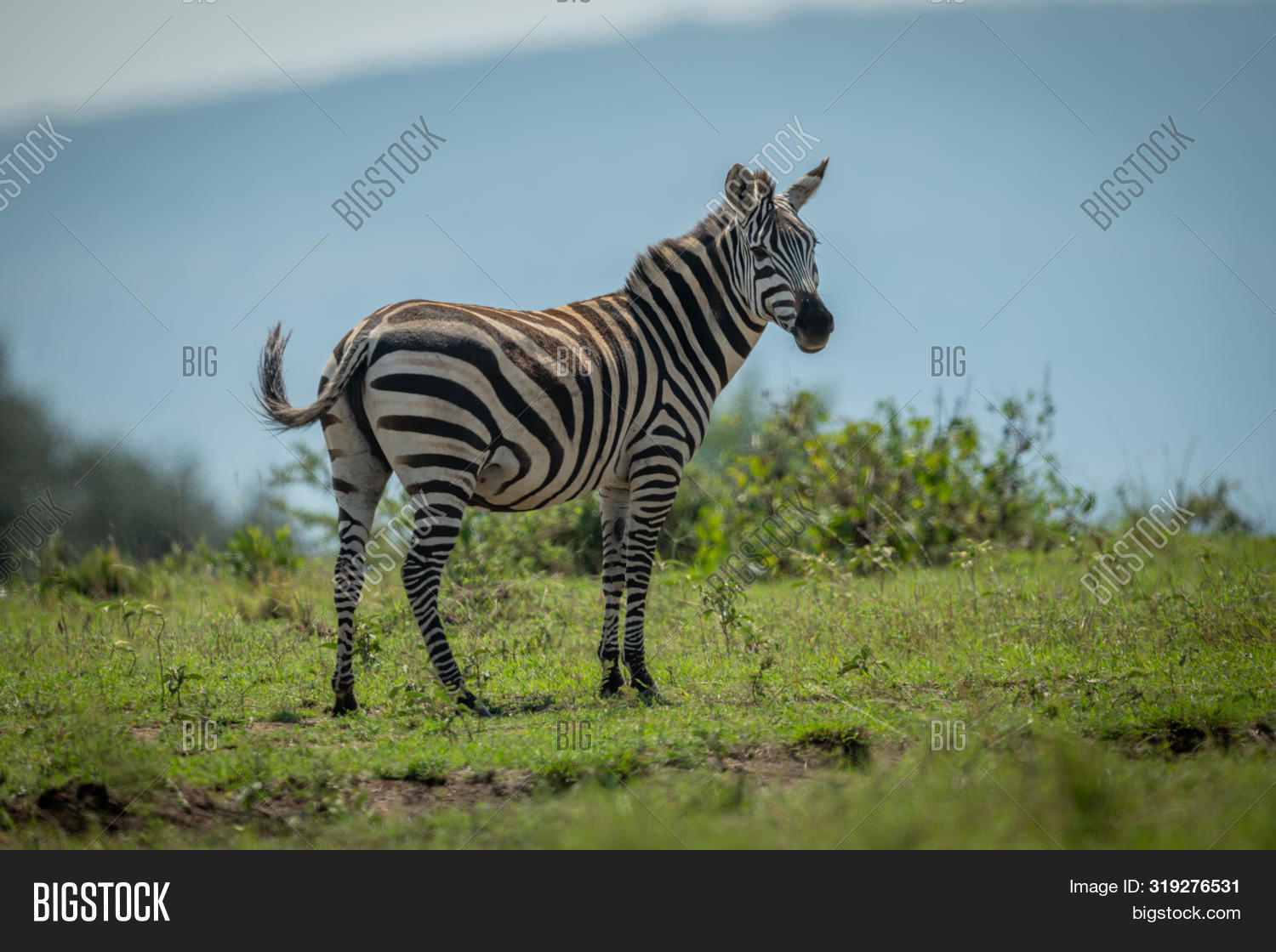 Plains Zebra Stands On Image & Photo (Free Trial) | Bigstock