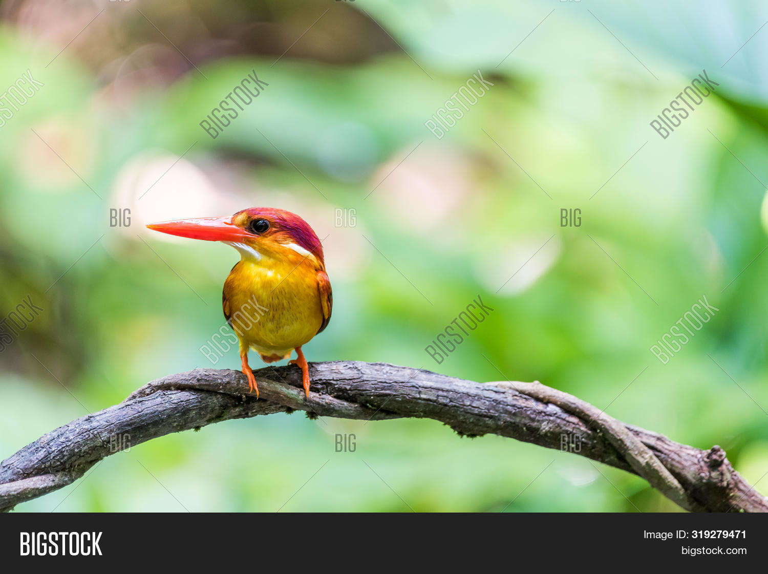 Beautiful Bird Rufous- Image & Photo (Free Trial) | Bigstock