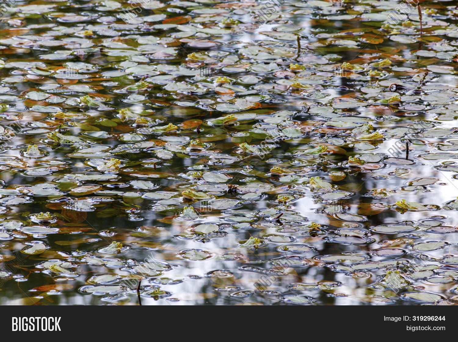 Many Frogs Pond Full Image & Photo (Free Trial) | Bigstock