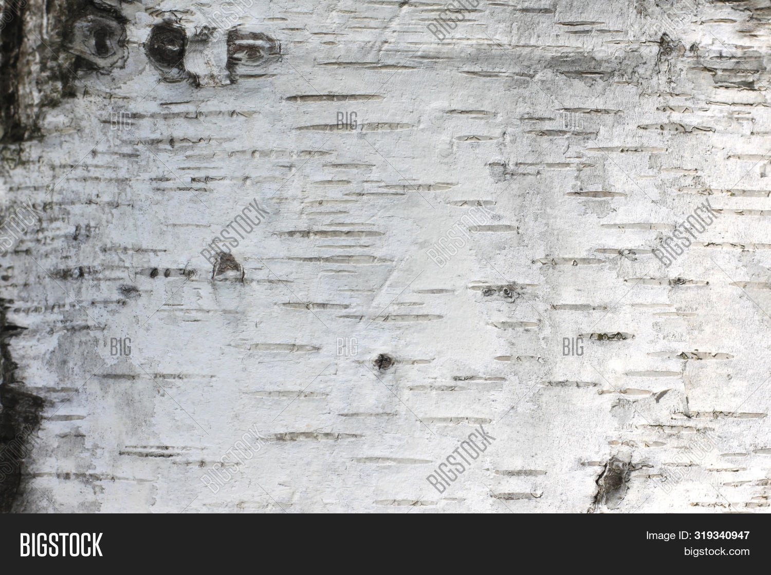 Pattern Birch Bark Image & Photo (Free Trial) | Bigstock