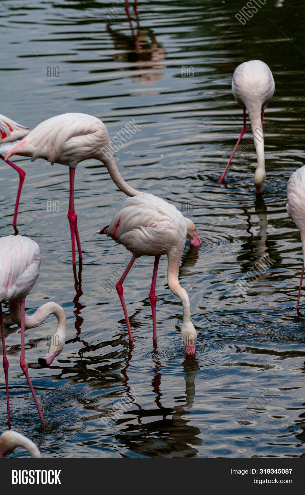 Pink Flamingo: Out Six Image & Photo (Free Trial) | Bigstock