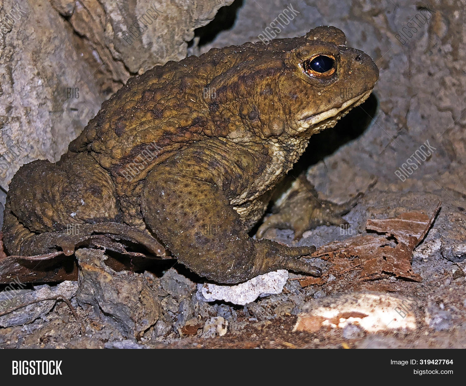 Toad Maksims Cave Park Image & Photo (Free Trial) | Bigstock