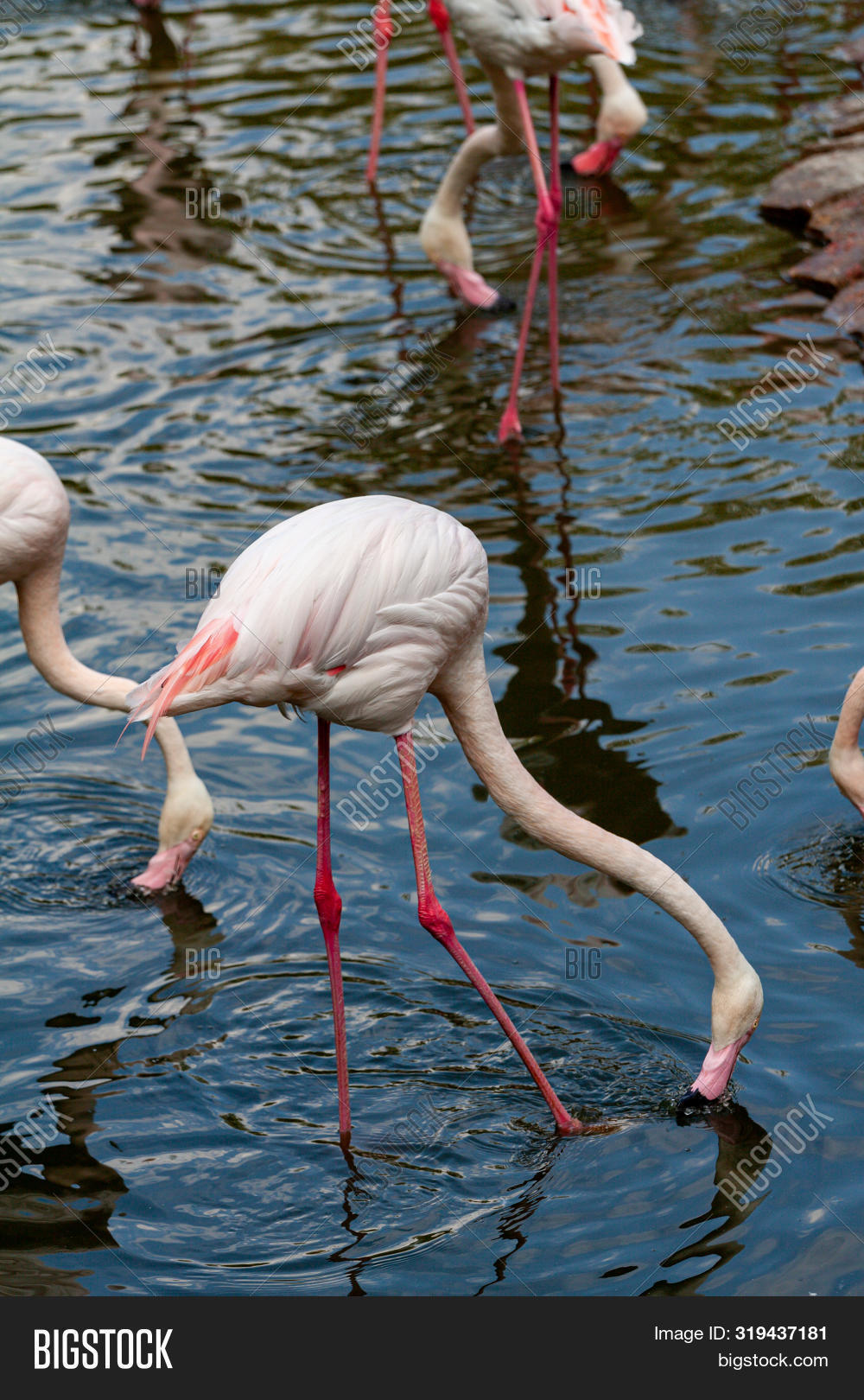 Pink Flamingo: Out Six Image & Photo (Free Trial) | Bigstock