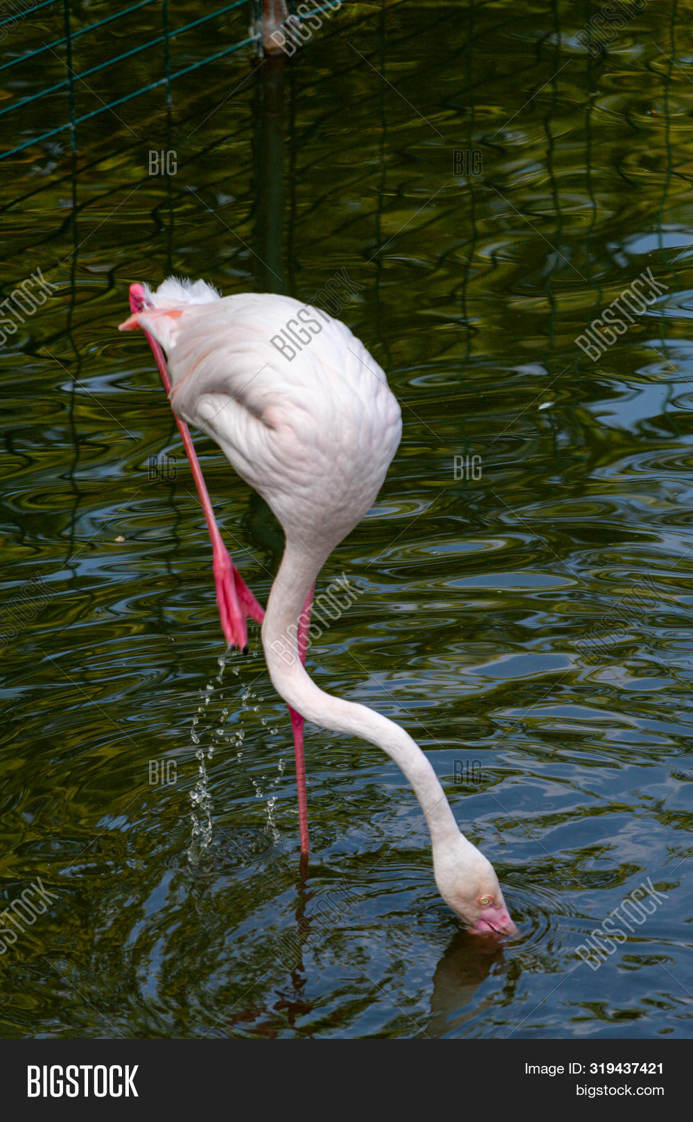 Imagen y foto Pink Flamingo: Out (prueba gratis) | Bigstock