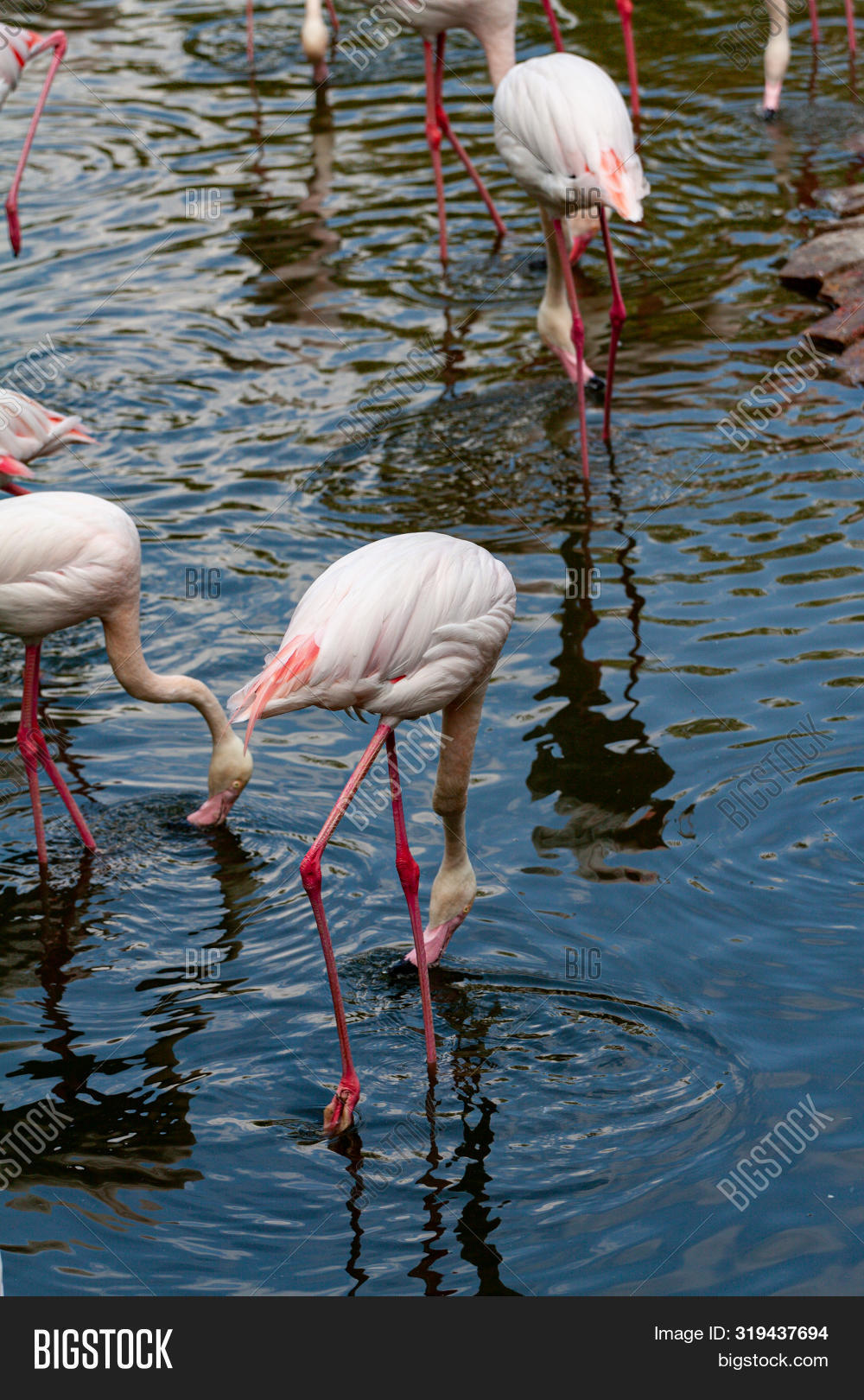 Imagen y foto Pink Flamingo: Out (prueba gratis) | Bigstock