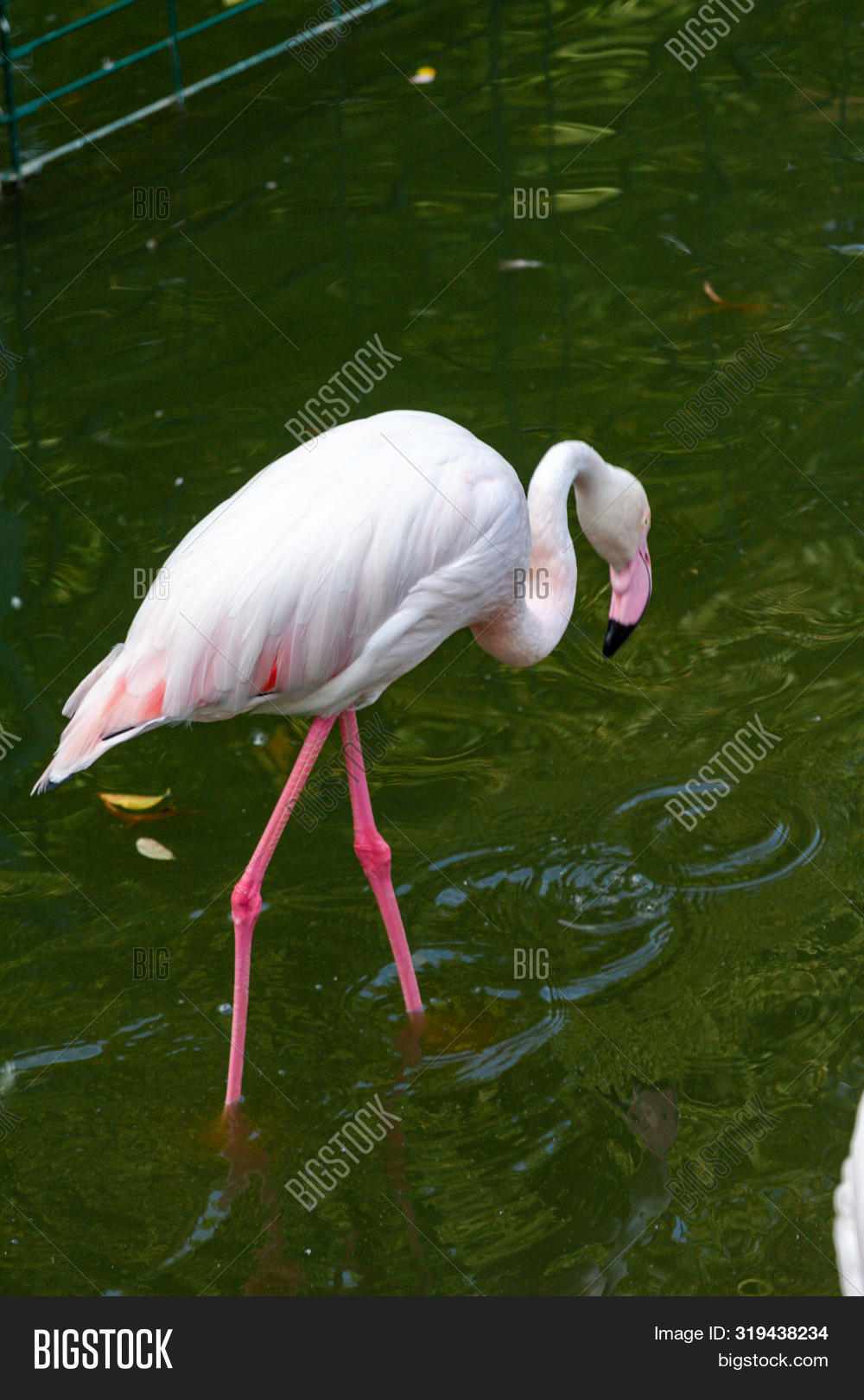 Imagen y foto Pink Flamingo: Out (prueba gratis) | Bigstock