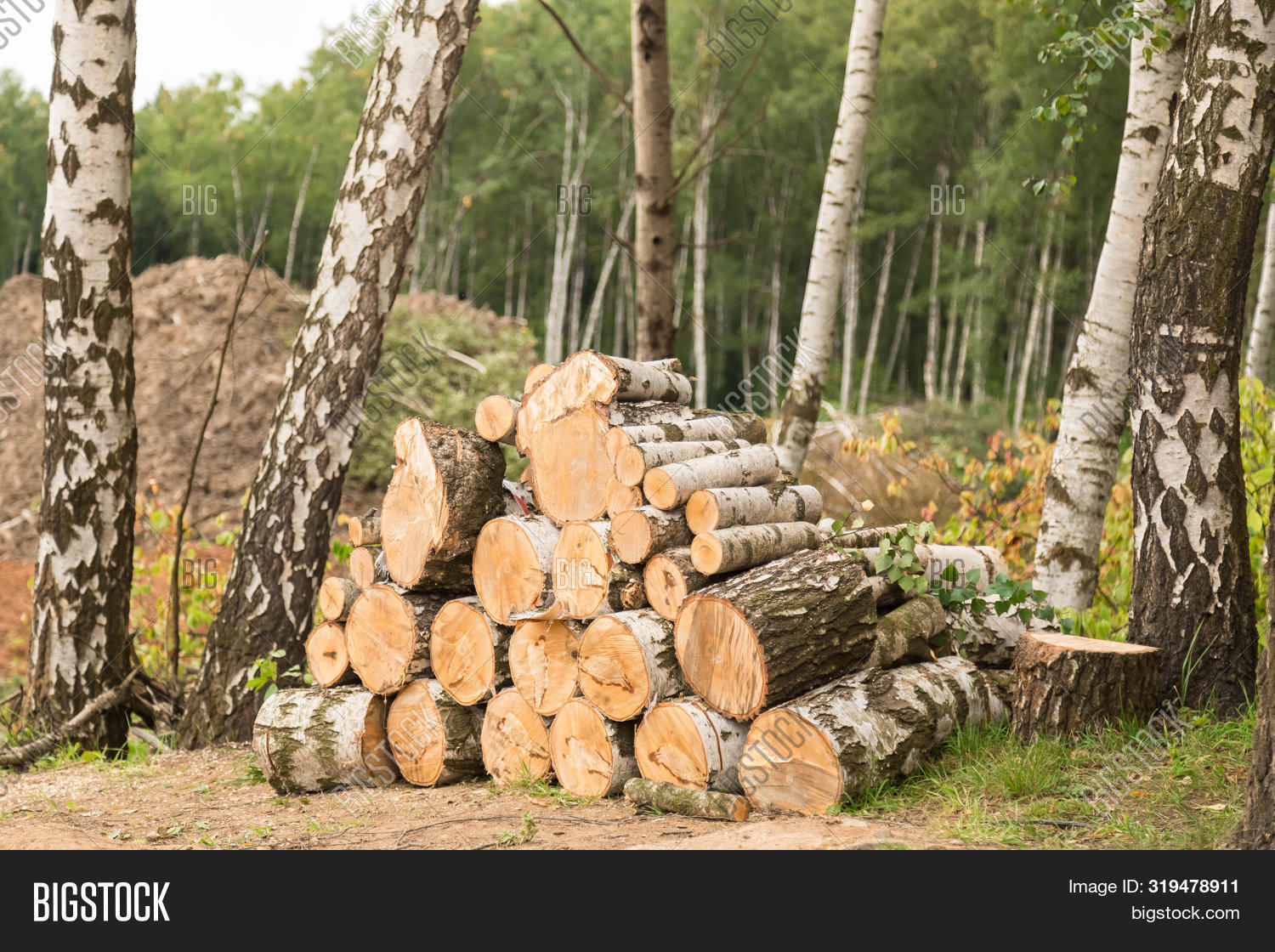 Preparation Timber. Image & Photo (Free Trial) | Bigstock