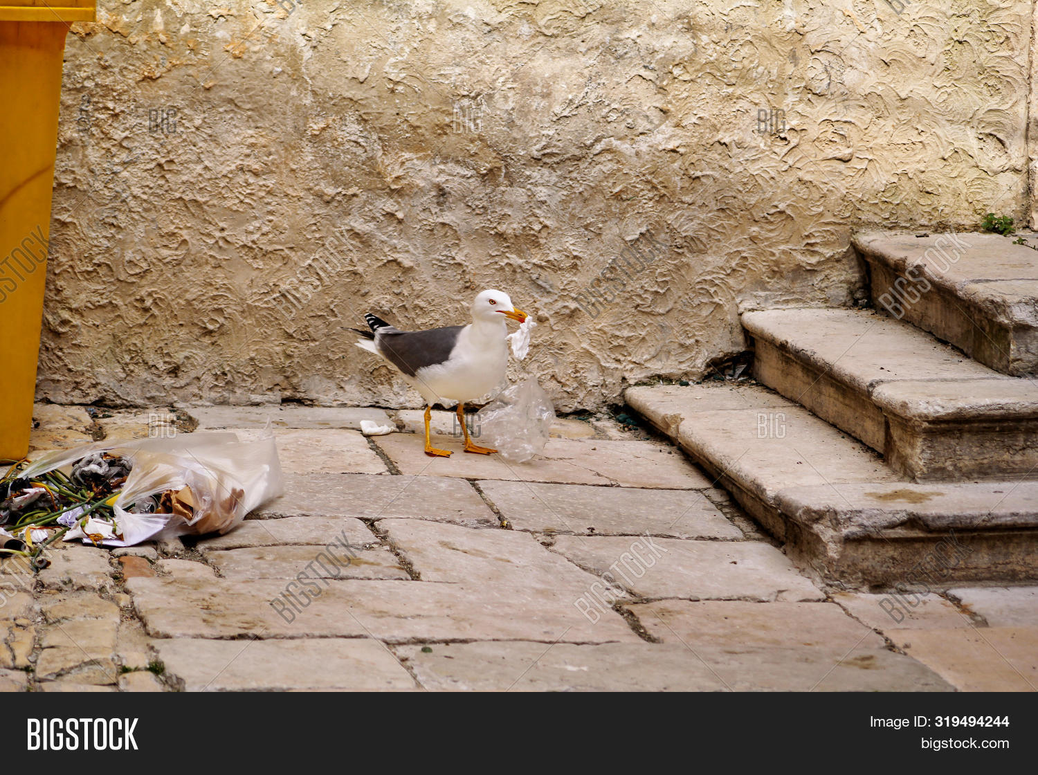 Seagull Garbage. Bird Image & Photo (Free Trial) | Bigstock