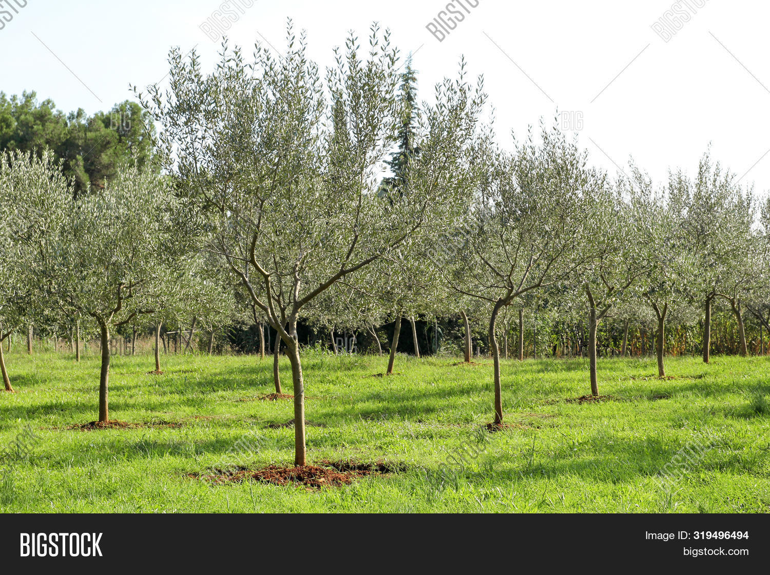 Olive Grove. Concept Image & Photo (Free Trial) | Bigstock