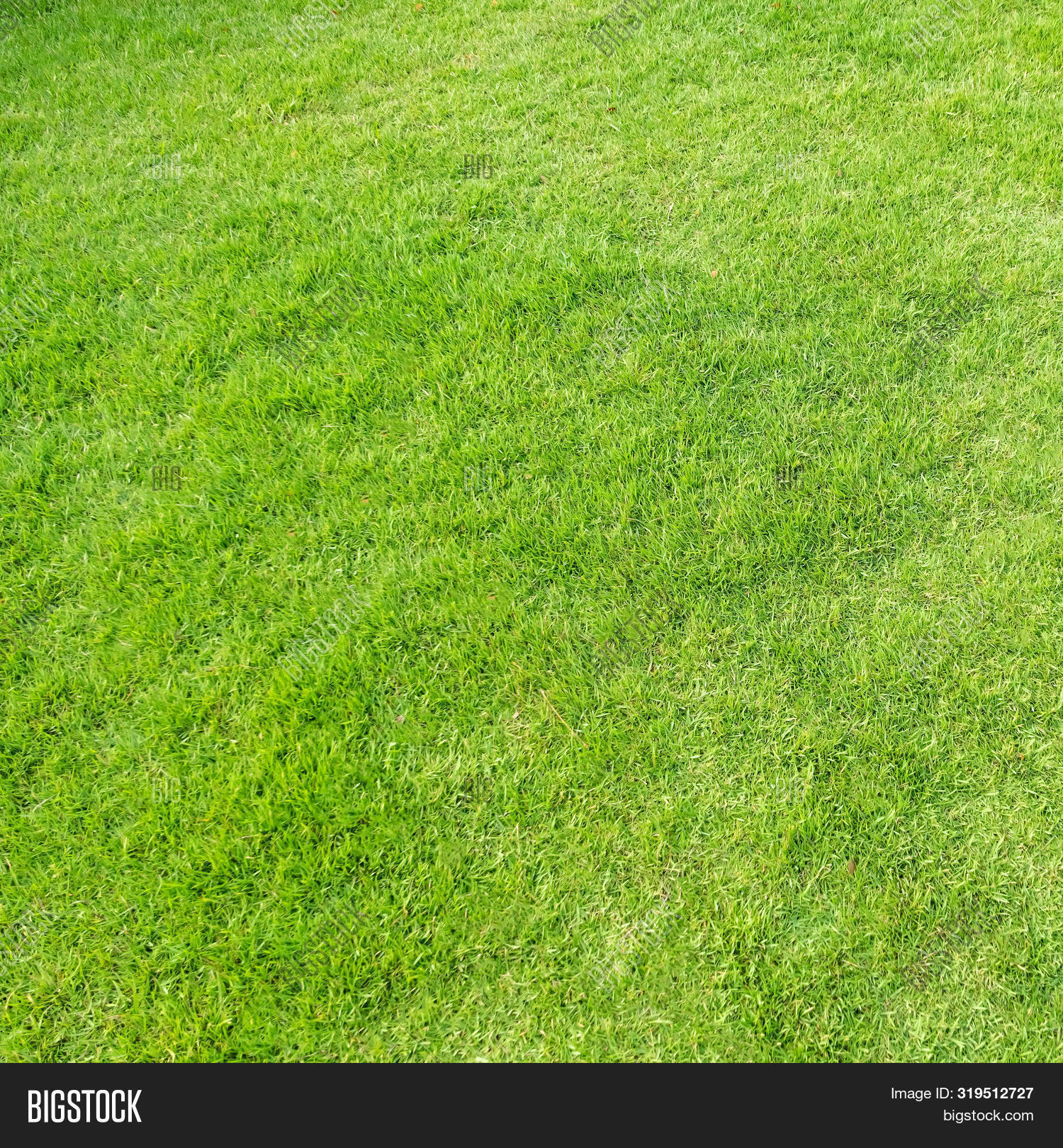 Green Grass Texture Image & Photo (Free Trial) | Bigstock