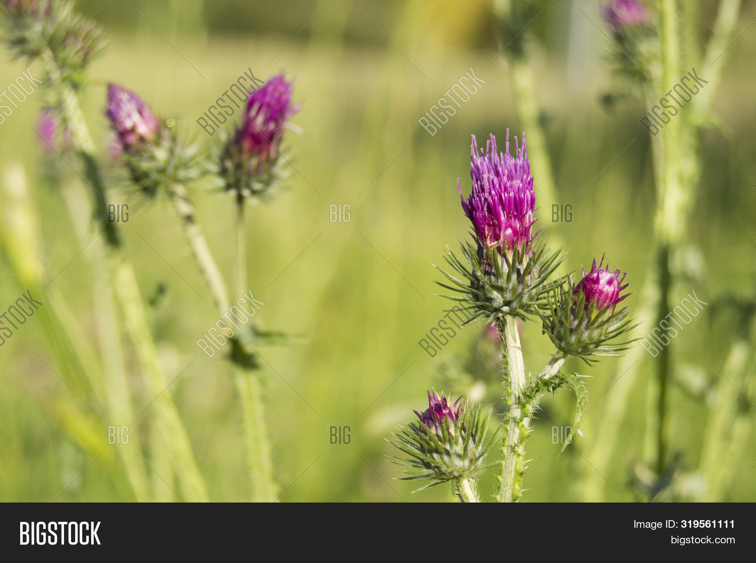 Thistle Flower. Symbol Image & Photo (Free Trial) | Bigstock