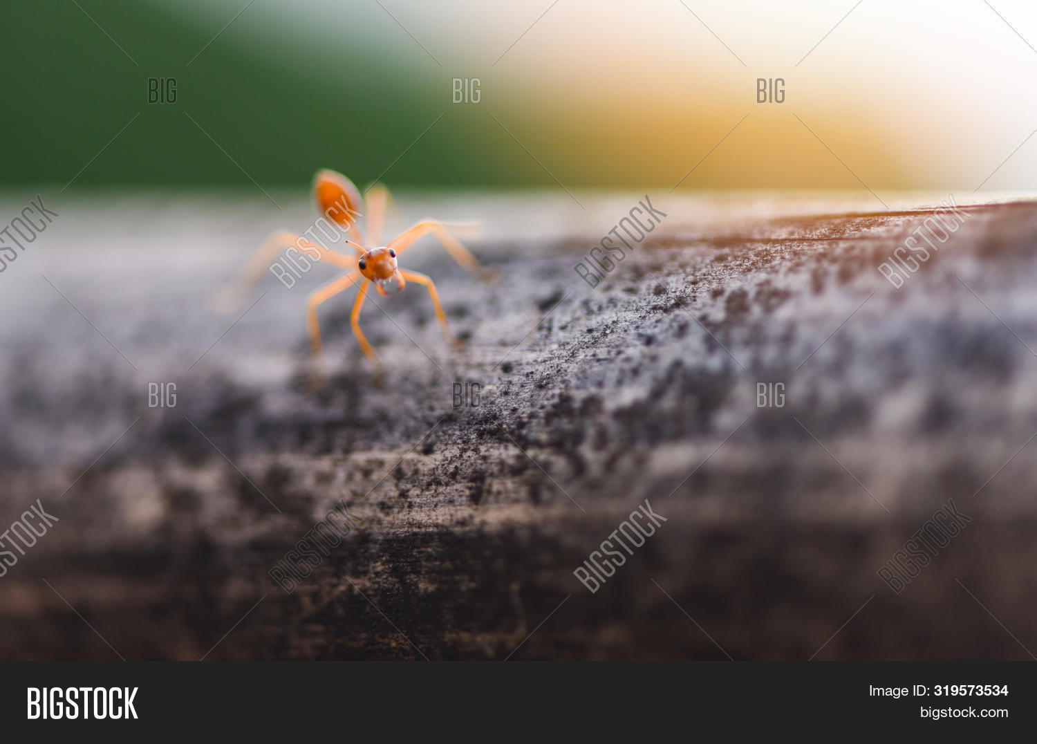 Ant Action Standing On Image & Photo (Free Trial) | Bigstock