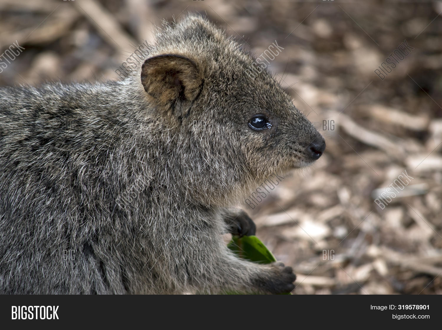This Side View Quokka Image & Photo (Free Trial) | Bigstock