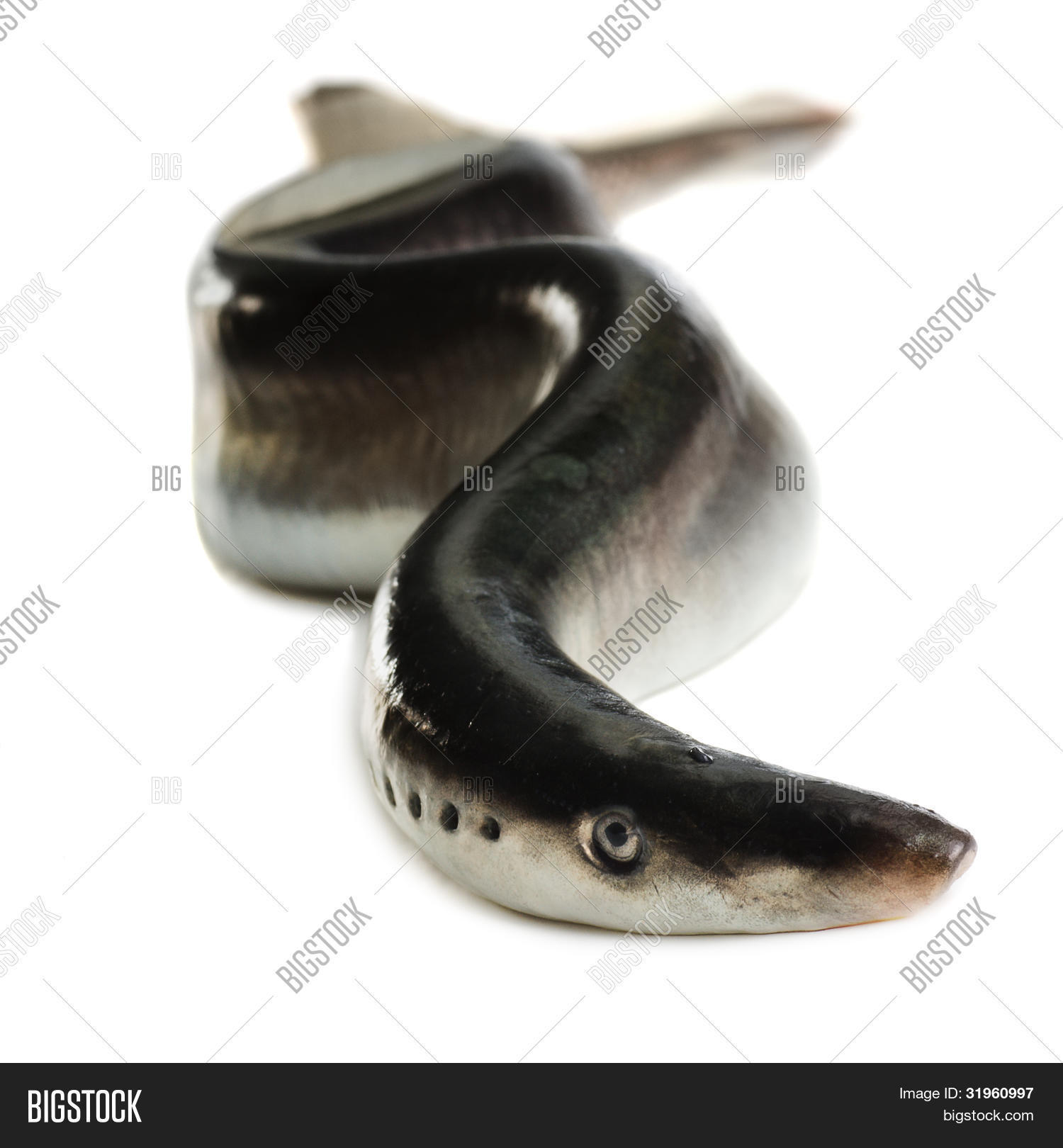 Fish Lamprey, Image & Photo (Free Trial) | Bigstock