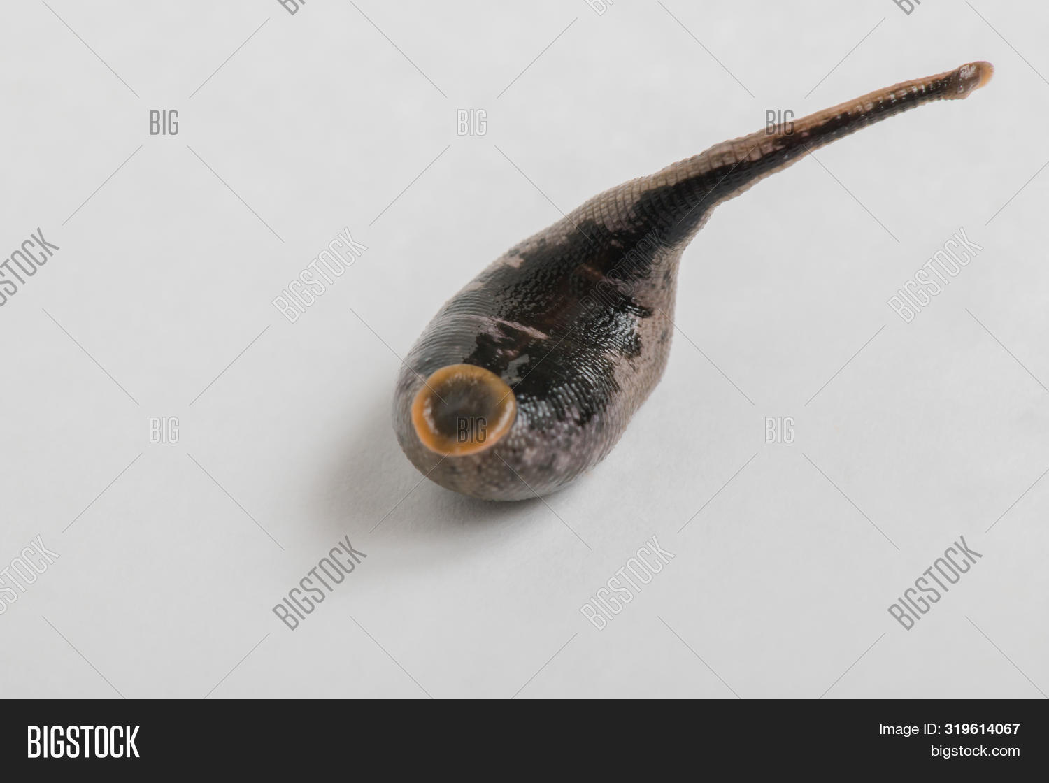 Leech Isolated On Image & Photo (Free Trial) | Bigstock