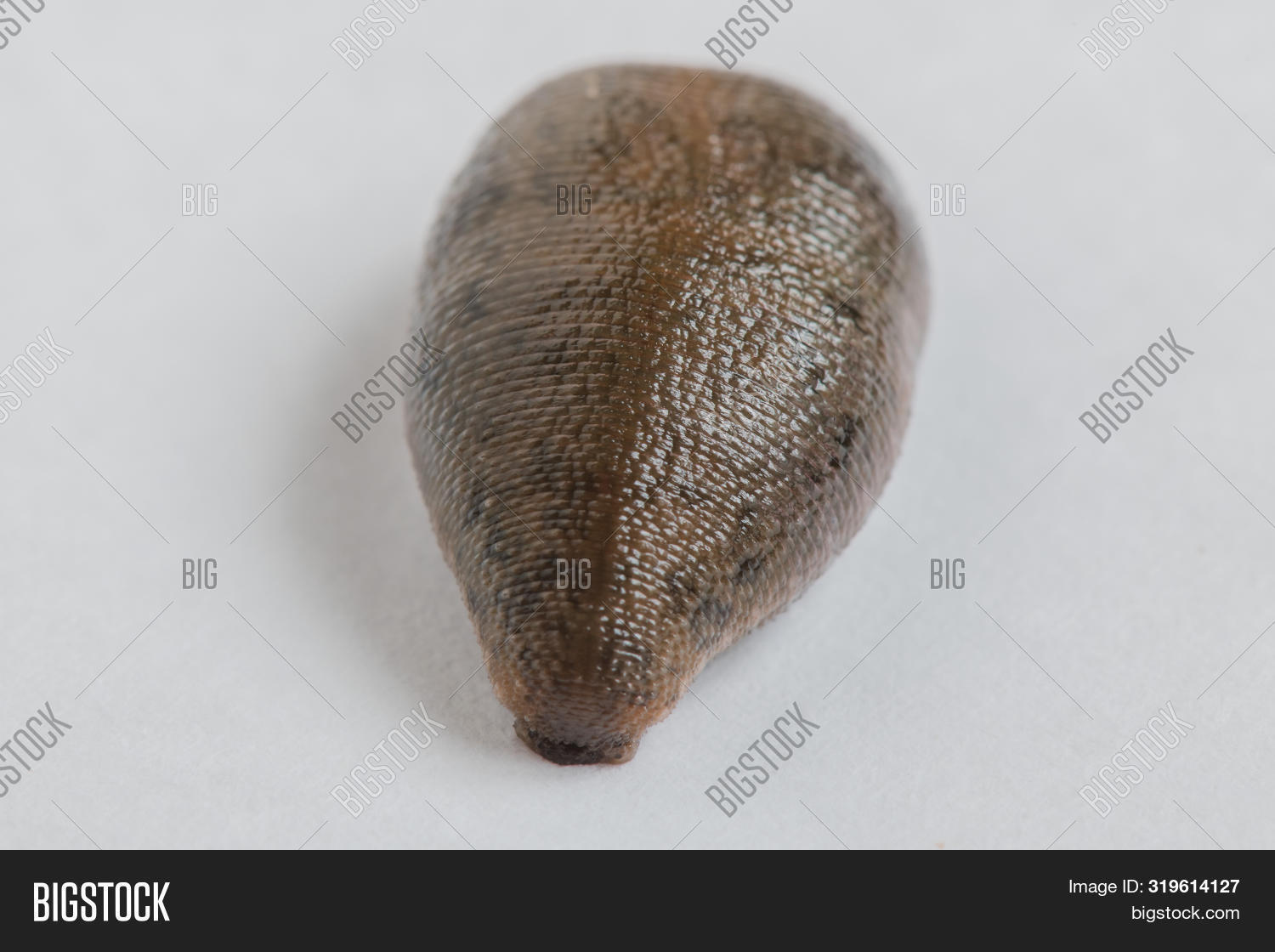 Imagen y foto Leech Isolated On (prueba gratis) | Bigstock