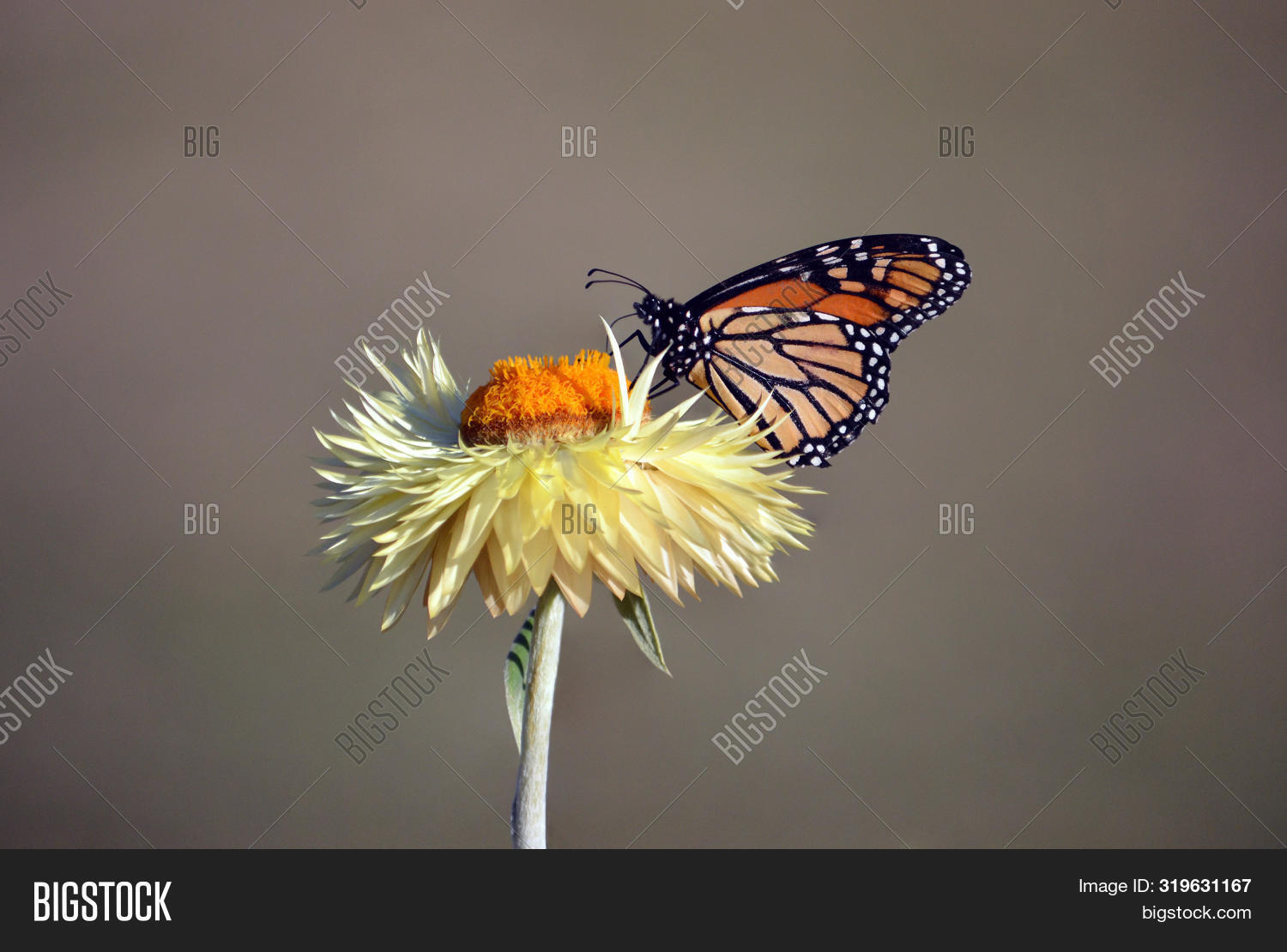 Wanderer Butterfly, Image & Photo (Free Trial) | Bigstock