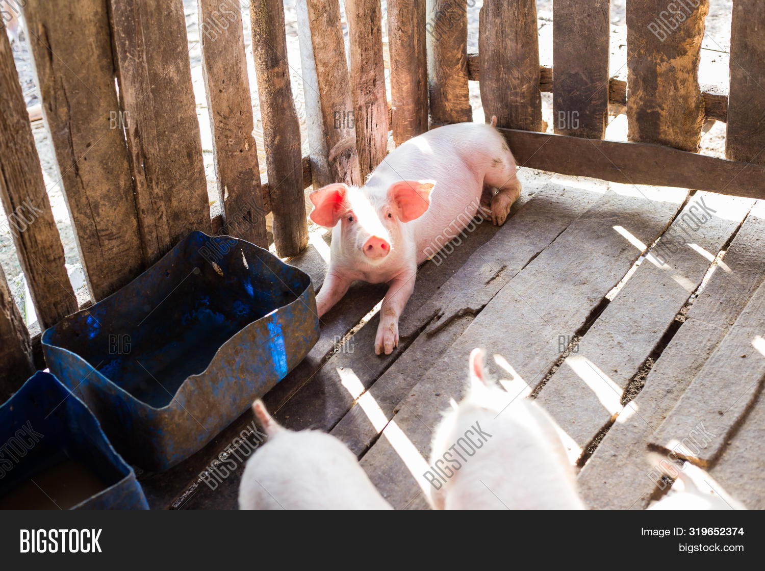 Dirty Pig Rural Farm Image & Photo (Free Trial) | Bigstock