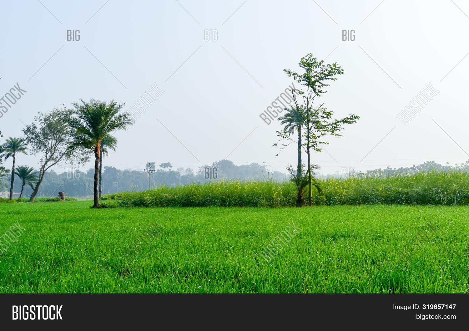 Green Fields Trees Image & Photo (Free Trial) | Bigstock