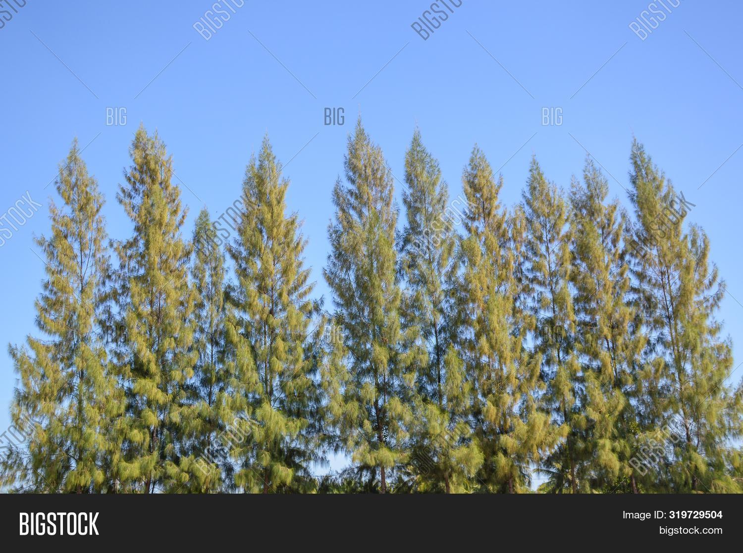 Close Pinus Tree Image & Photo (Free Trial) | Bigstock