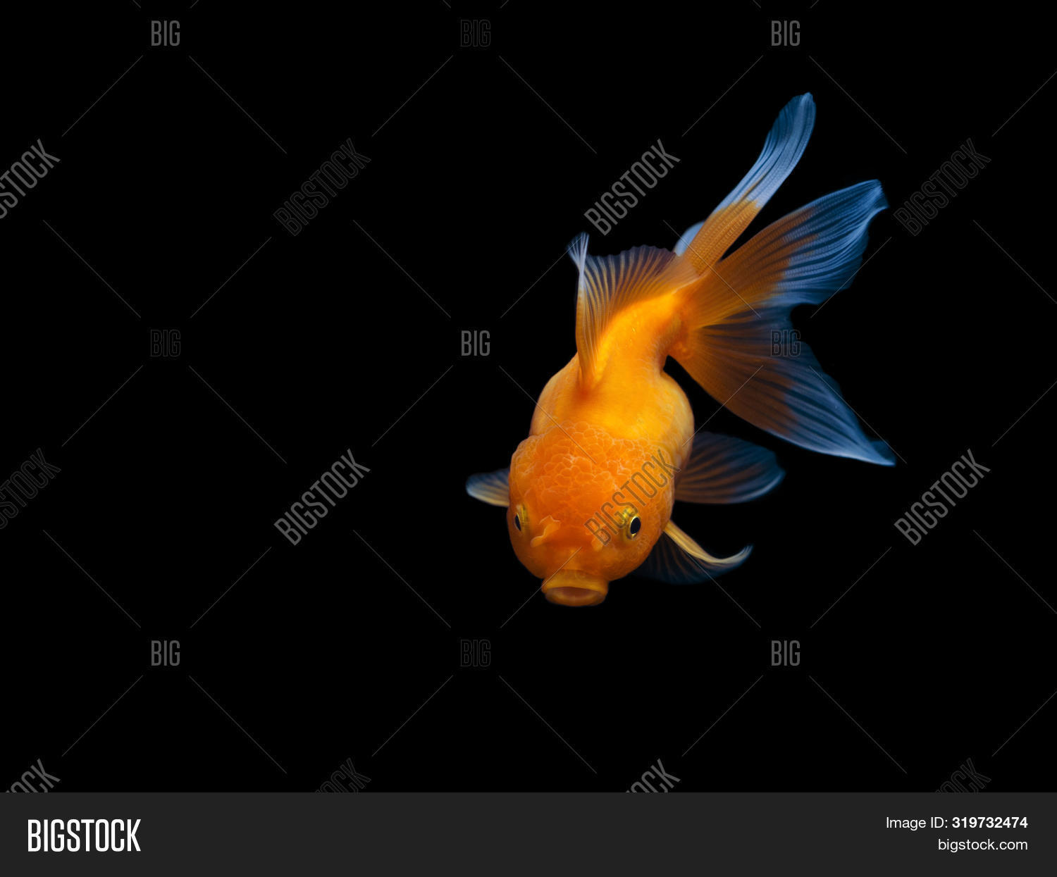 Imagen y foto Goldfish On Black (prueba gratis) | Bigstock