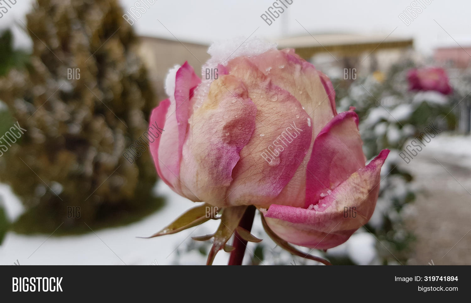 Fading Flower Pink Image & Photo (Free Trial) | Bigstock