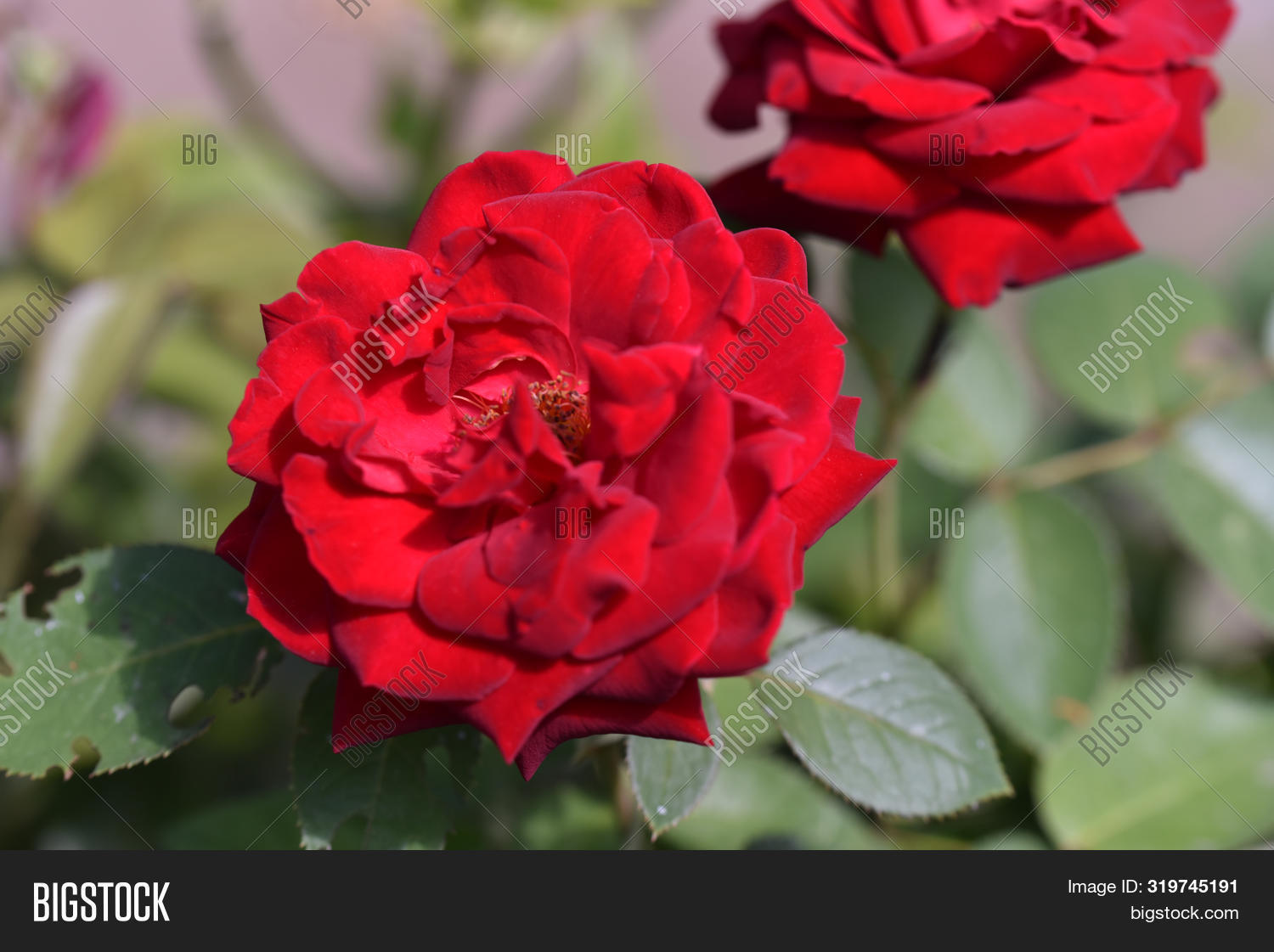Two Red Opened Rose Image & Photo (Free Trial) | Bigstock