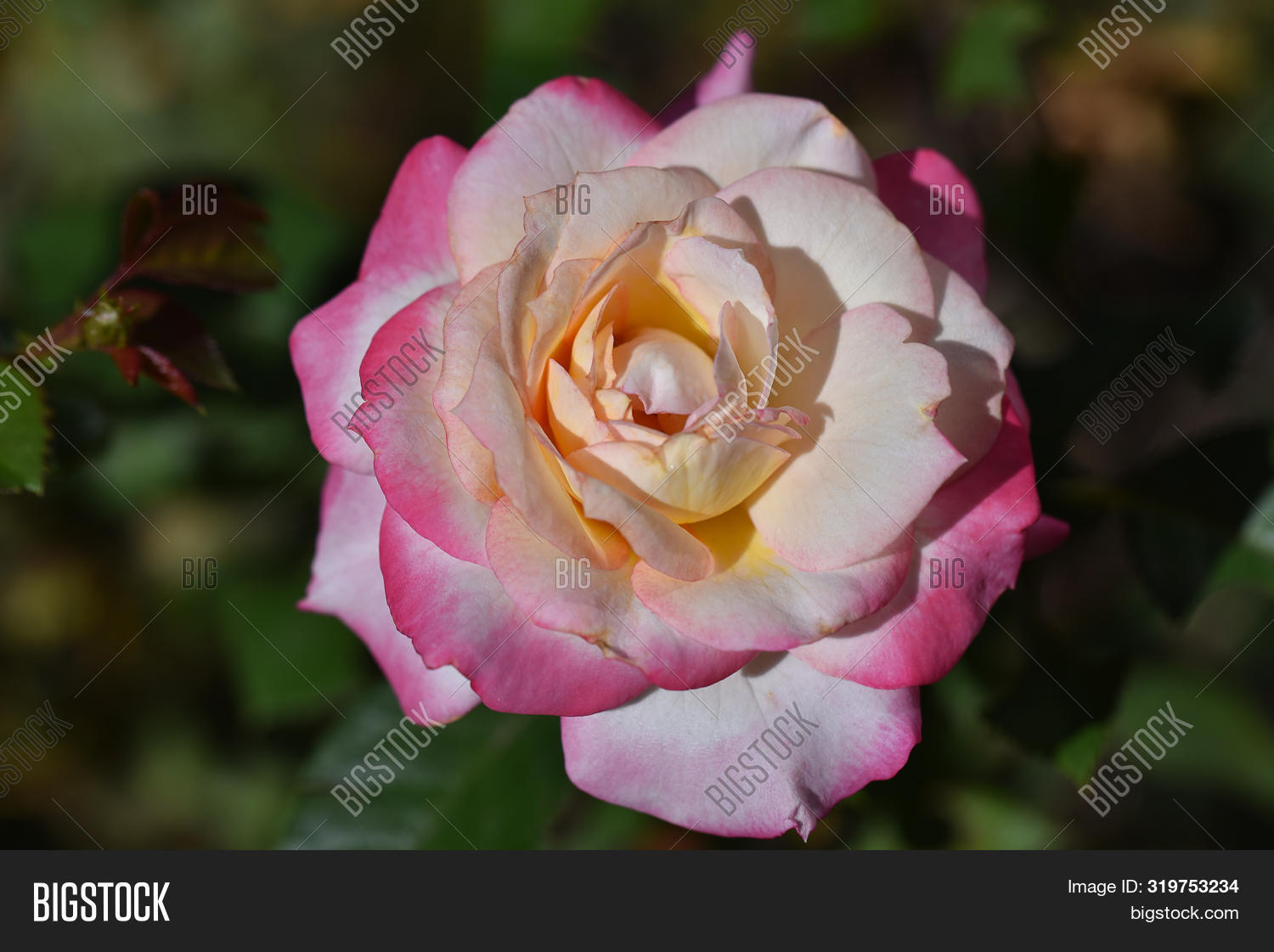 One Opened Rose Flower Image & Photo (Free Trial) | Bigstock