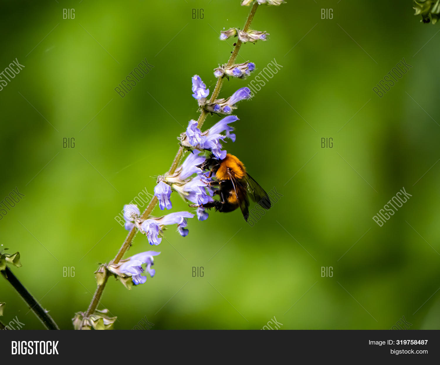 Japanese Bumble Bee Image & Photo (Free Trial) | Bigstock