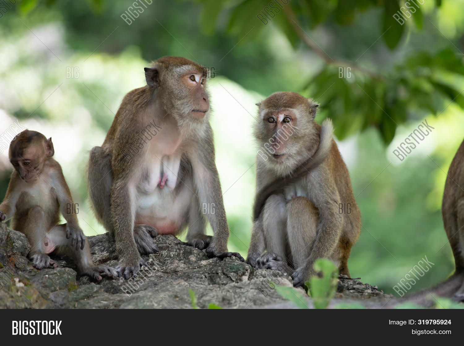 Macaque Monkey Family Image & Photo (Free Trial) | Bigstock