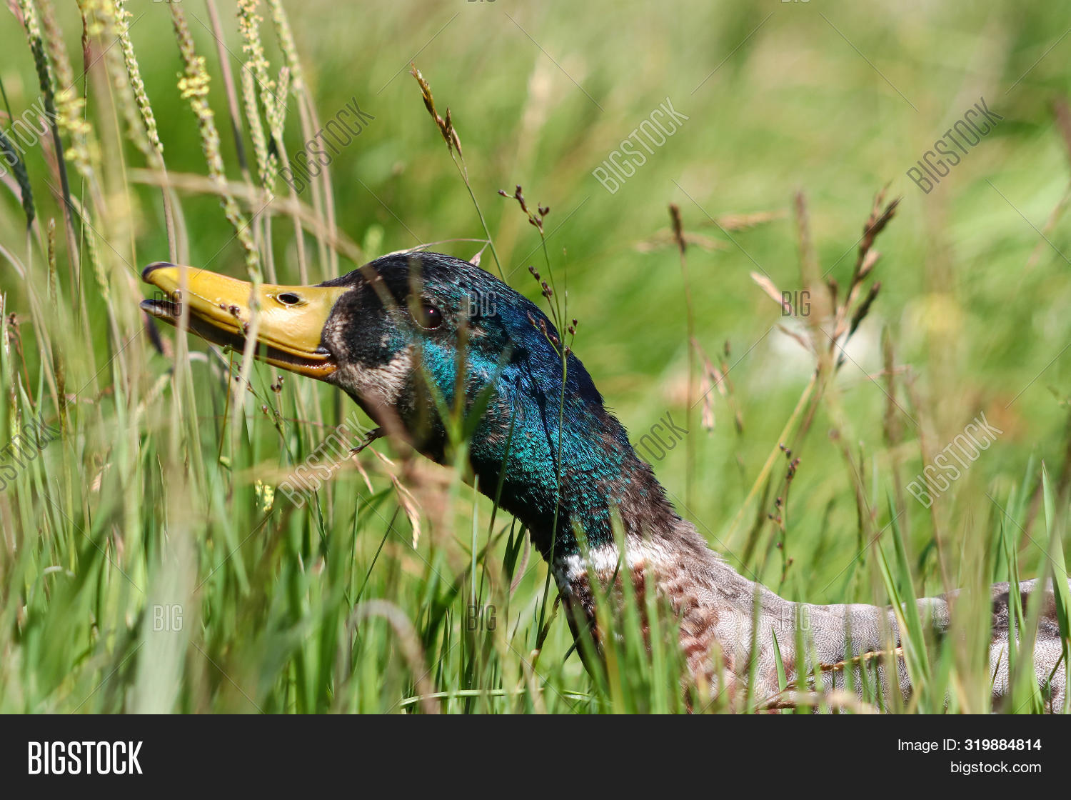 Male Mallard Drake Image & Photo (Free Trial) | Bigstock
