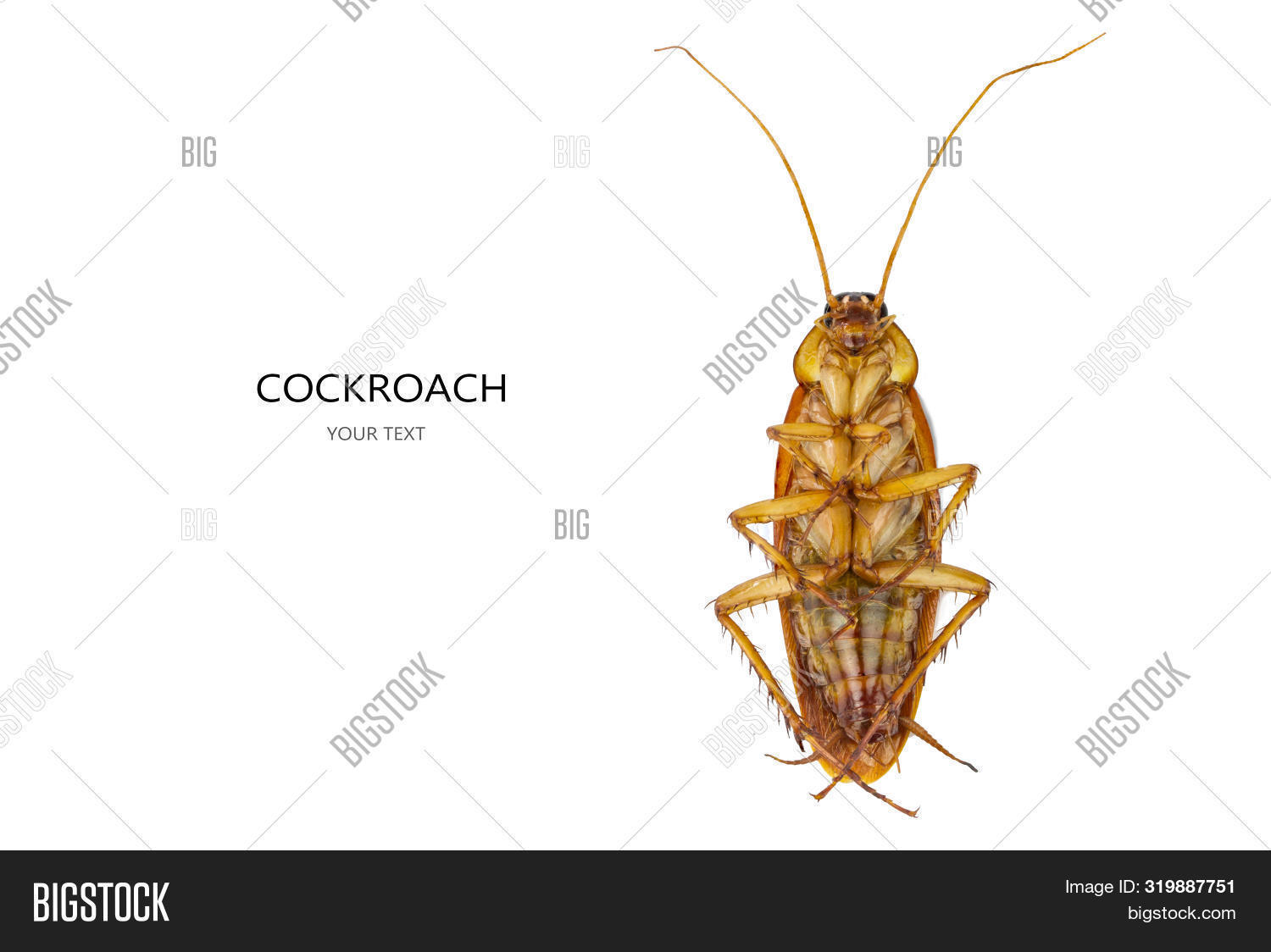 Dead Cockroach Supine Image & Photo (Free Trial) | Bigstock