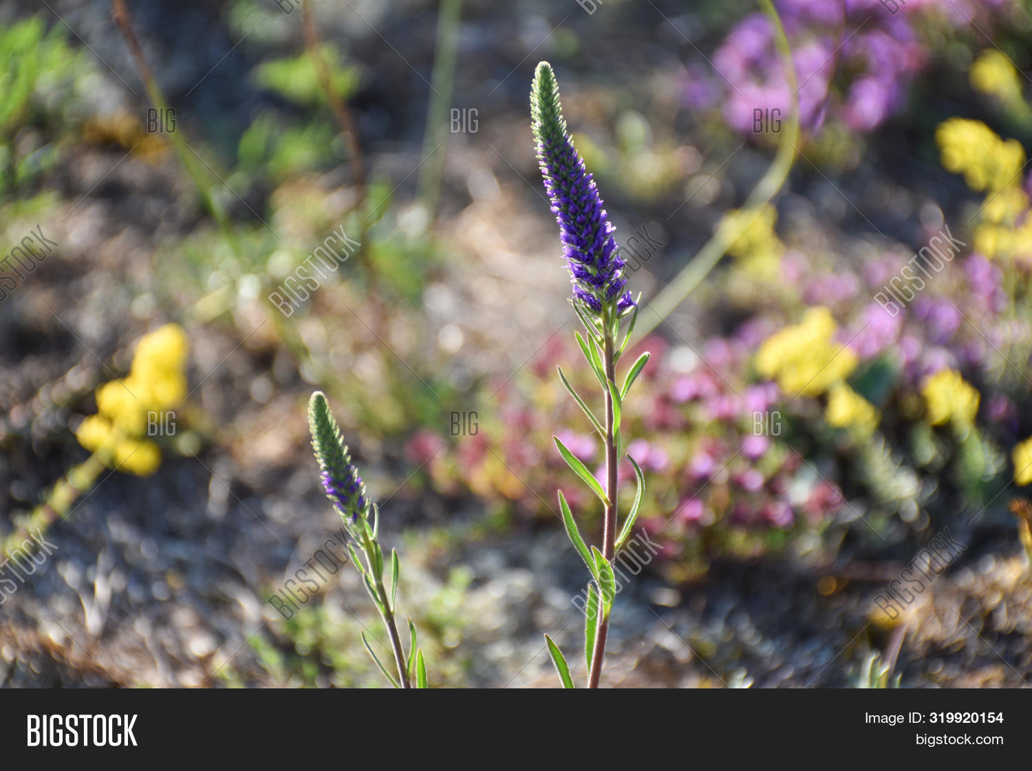 Blue Spiked Speedwell Image & Photo (Free Trial) | Bigstock
