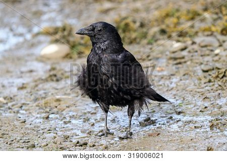 Adult Carrion Crow Image & Photo (Free Trial) | Bigstock