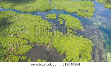 Mangroves, Top View. Image & Photo (Free Trial) | Bigstock