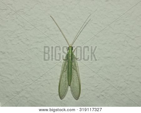 Multi Leg Insect Images, Illustrations & Vectors (Free) - Bigstock