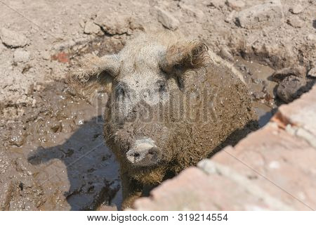 Happy Pig Rolling Mud. Image & Photo (Free Trial) | Bigstock