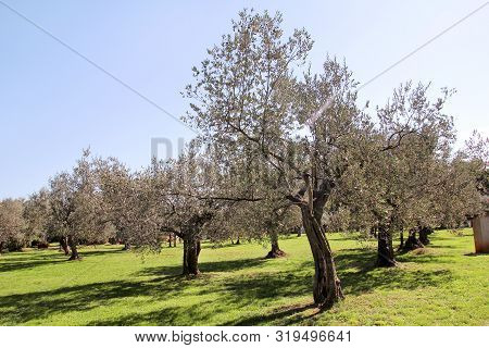 Olive Grove. Concept Image & Photo (Free Trial) | Bigstock