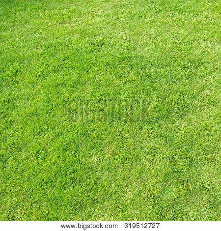 Green Grass Texture Image & Photo (Free Trial) | Bigstock