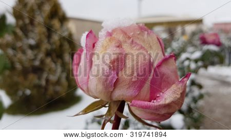 Fading Flower Pink Image & Photo (Free Trial) | Bigstock