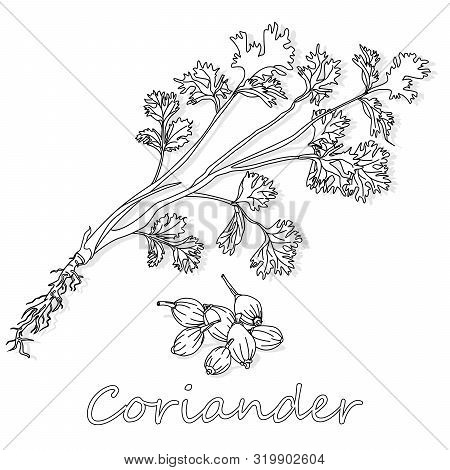Fresh Coriander Image & Photo (Free Trial) | Bigstock