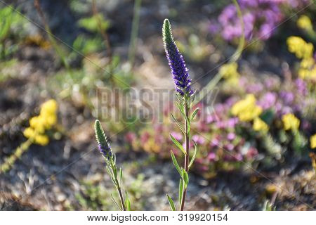 Blue Spiked Speedwell Image & Photo (Free Trial) | Bigstock