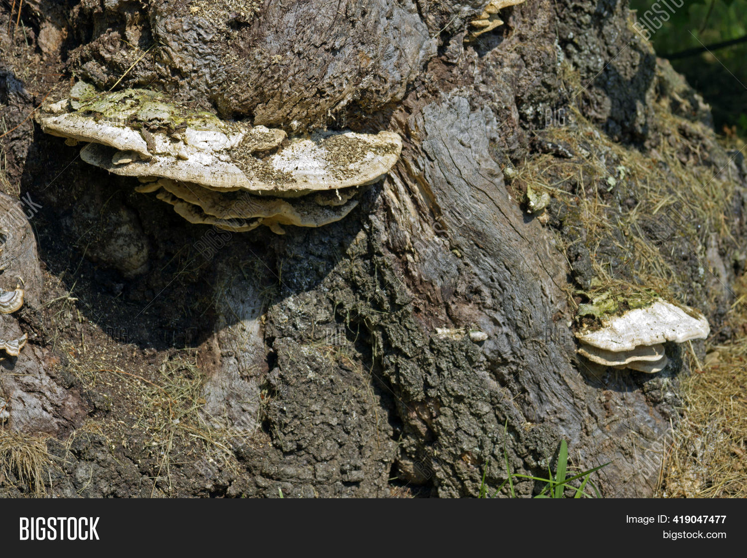 Close- Conk, Called Image & Photo (Free Trial) | Bigstock