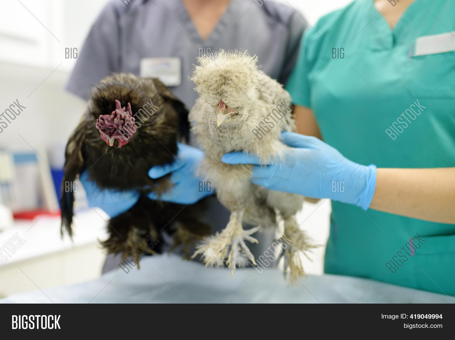 Veterinarian Image & Photo (Free Trial) | Bigstock
