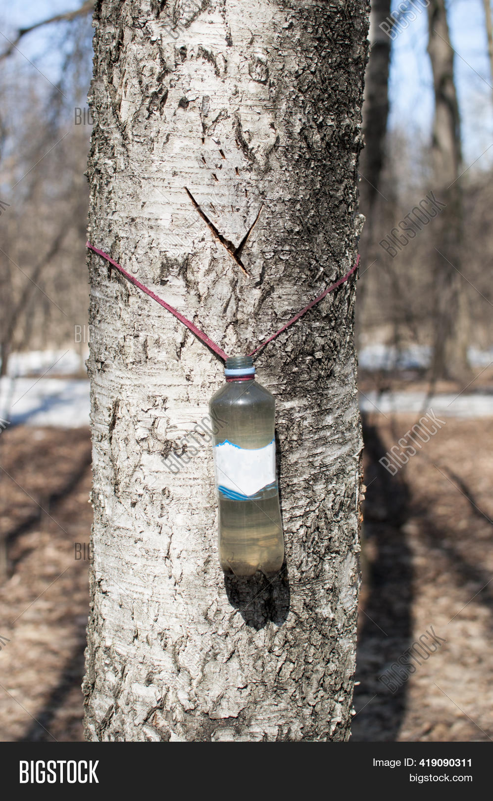 Collect Birch Sap Image & Photo (Free Trial) | Bigstock
