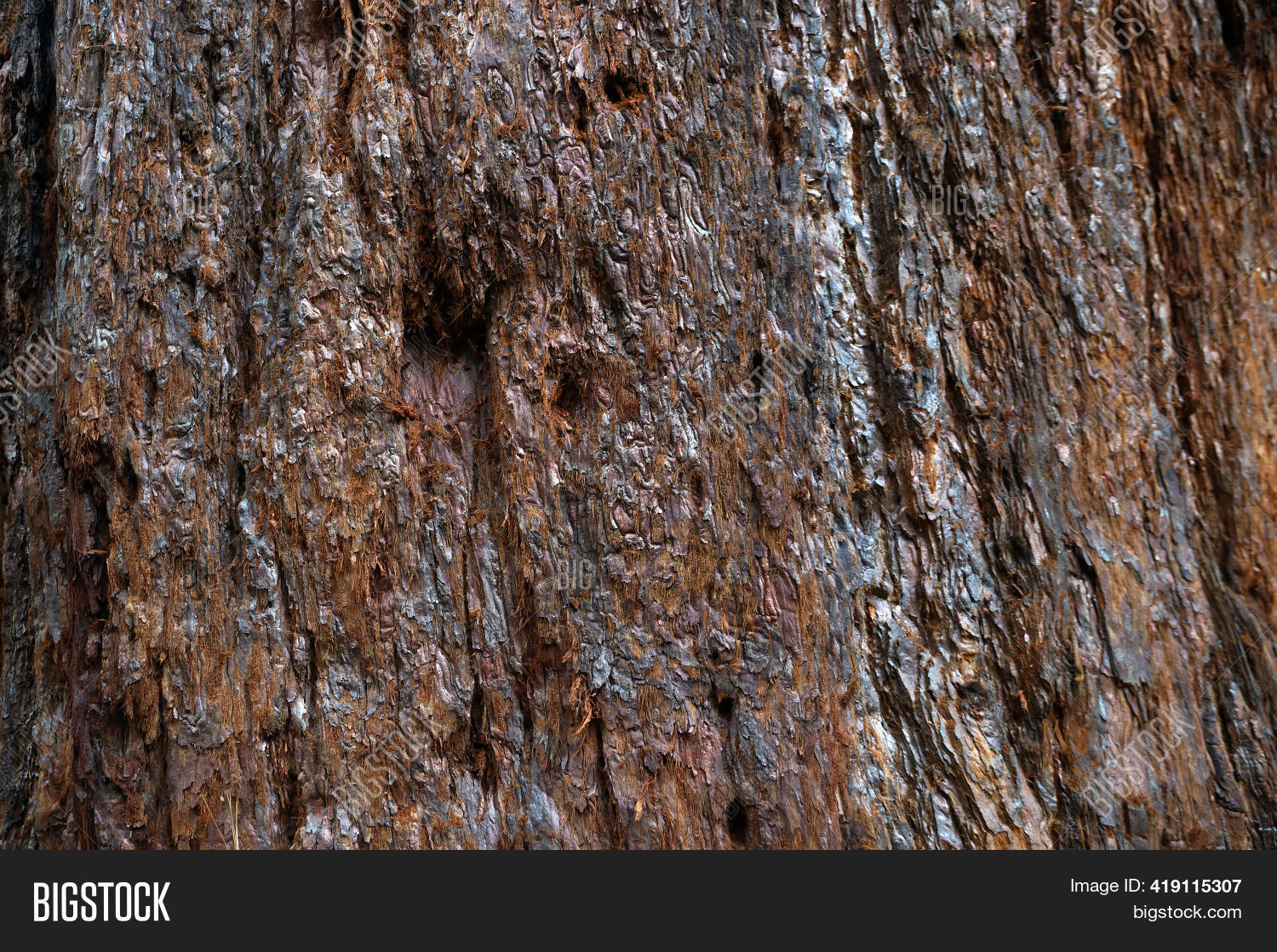 Dark-colored Bark On Image & Photo (Free Trial) | Bigstock