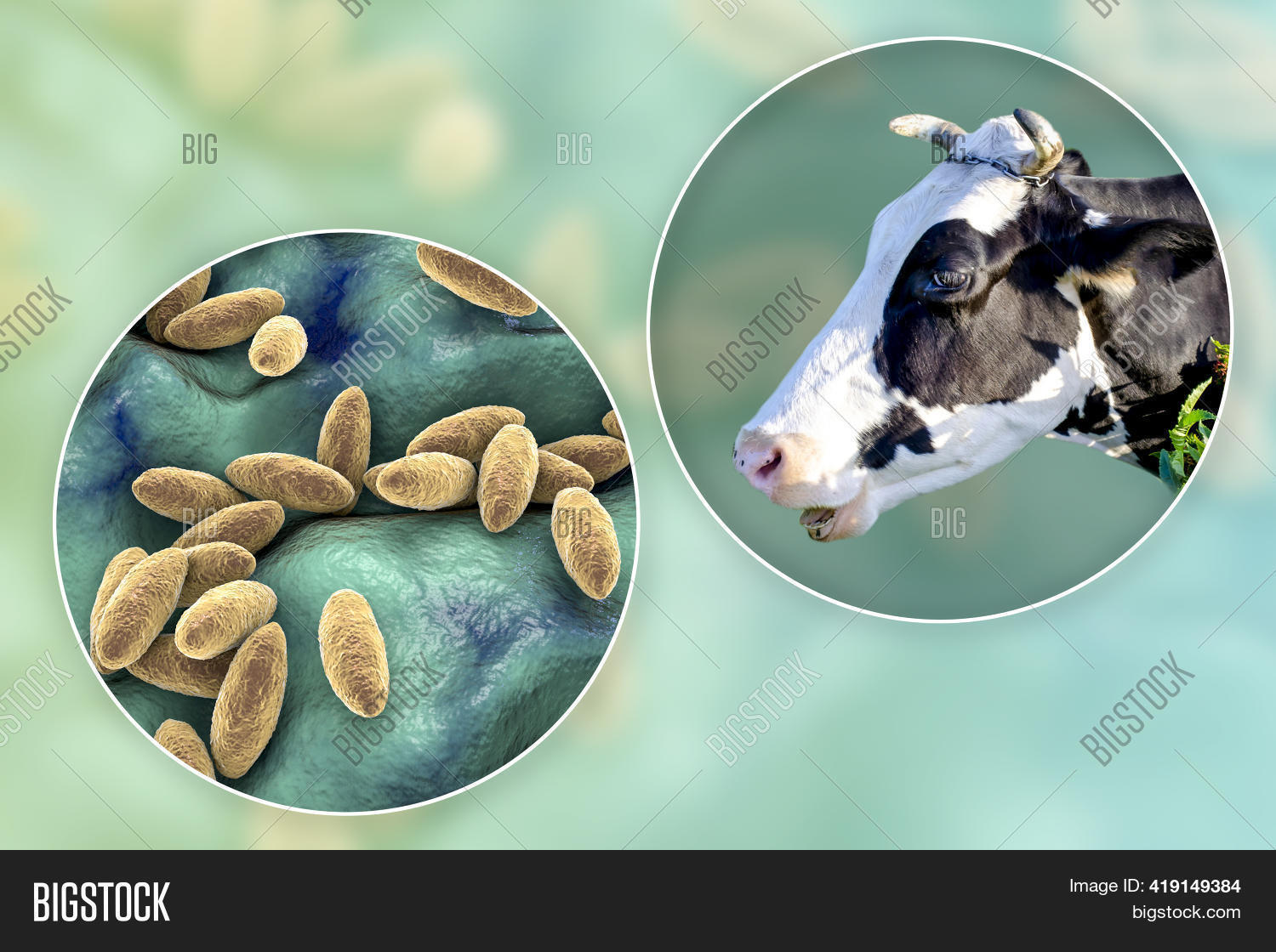 Brucellosis. 3d Image & Photo (Free Trial) | Bigstock