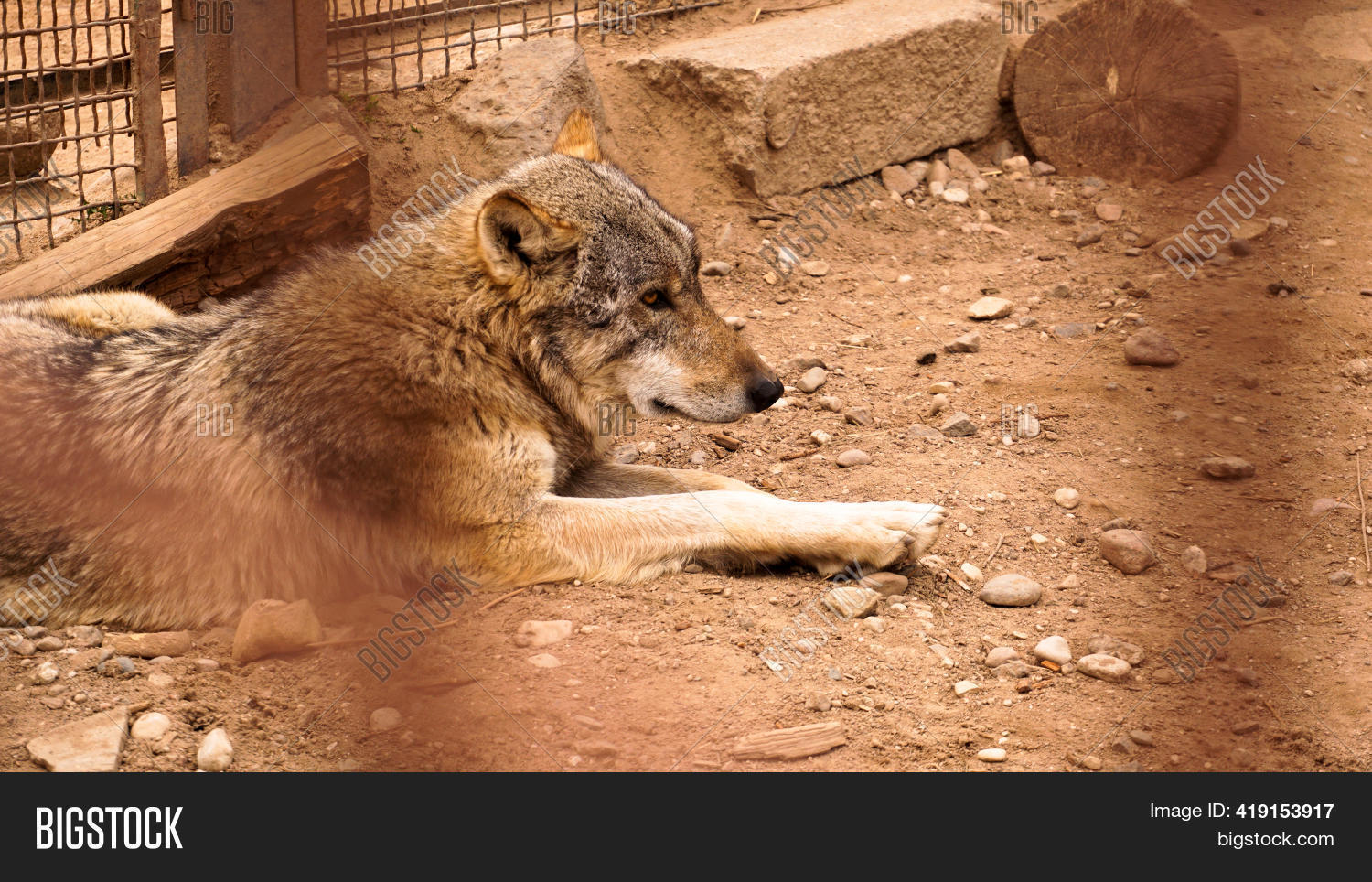 Lone Wolf Zoo Cage. Image & Photo (Free Trial) | Bigstock
