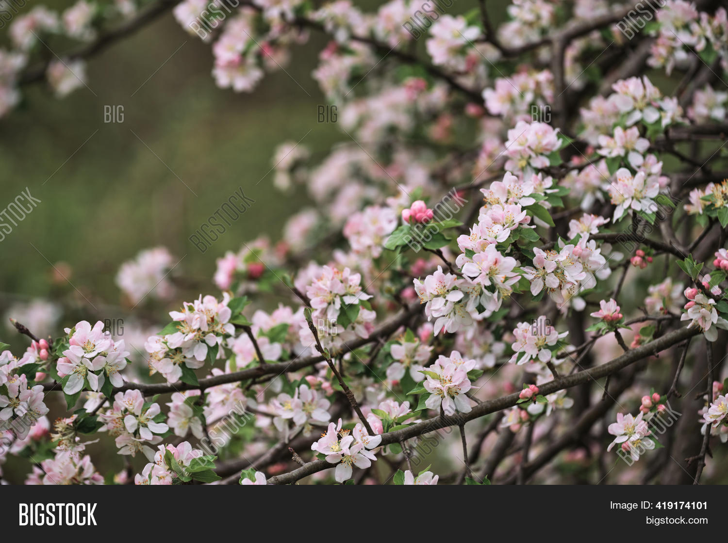 Horizontal Spring Image & Photo (Free Trial) | Bigstock